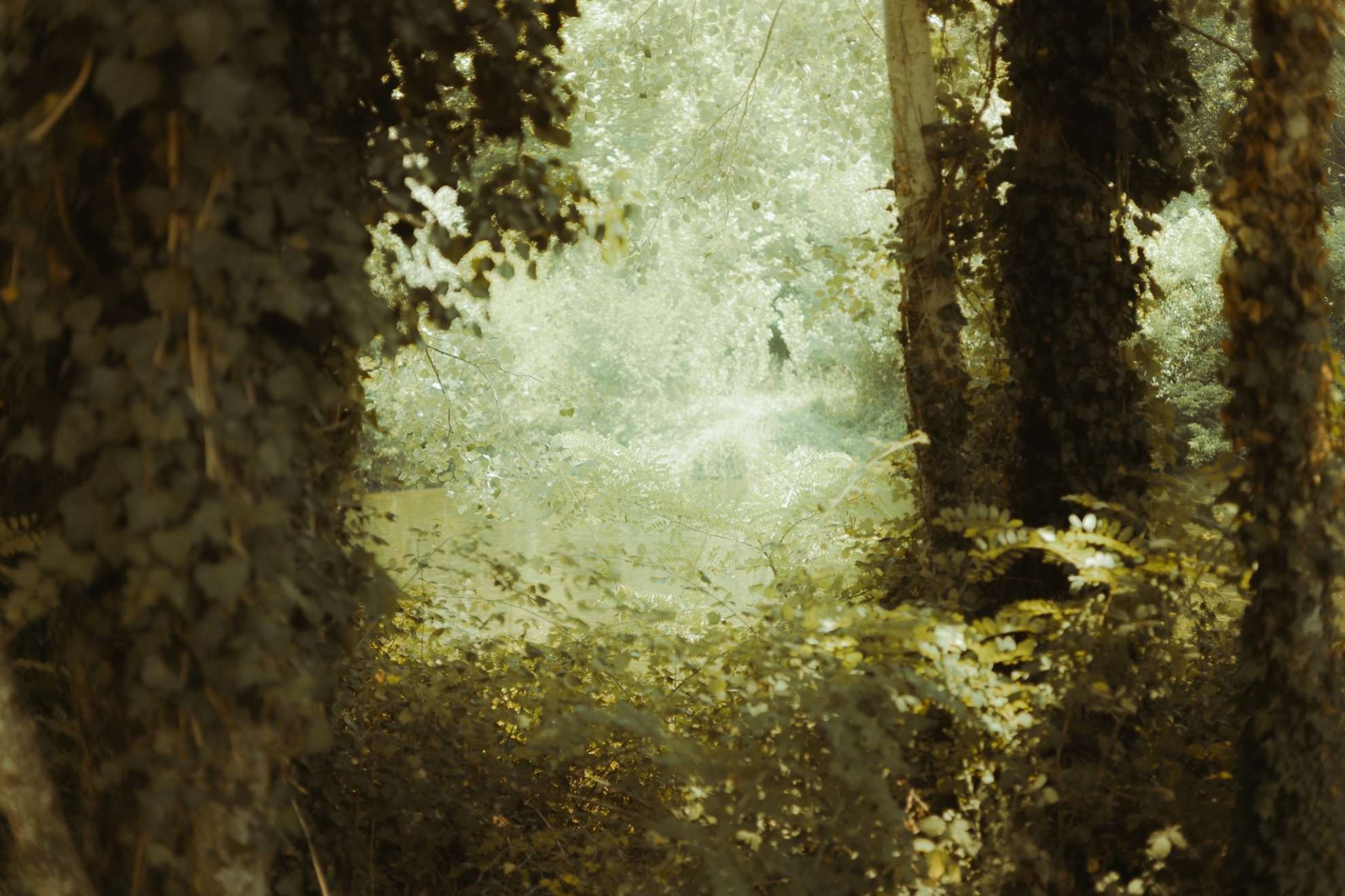 Homepage - Rizomes